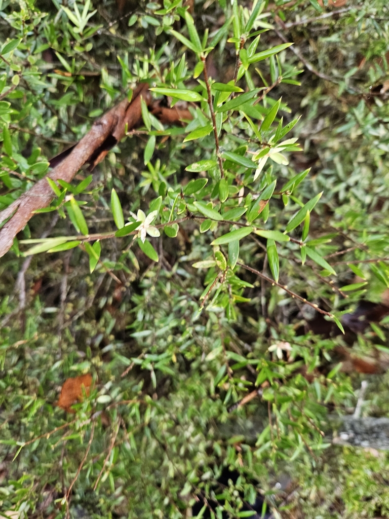 Ground Berry from Forestdale QLD 4118, Australia on April 27, 2023 at ...