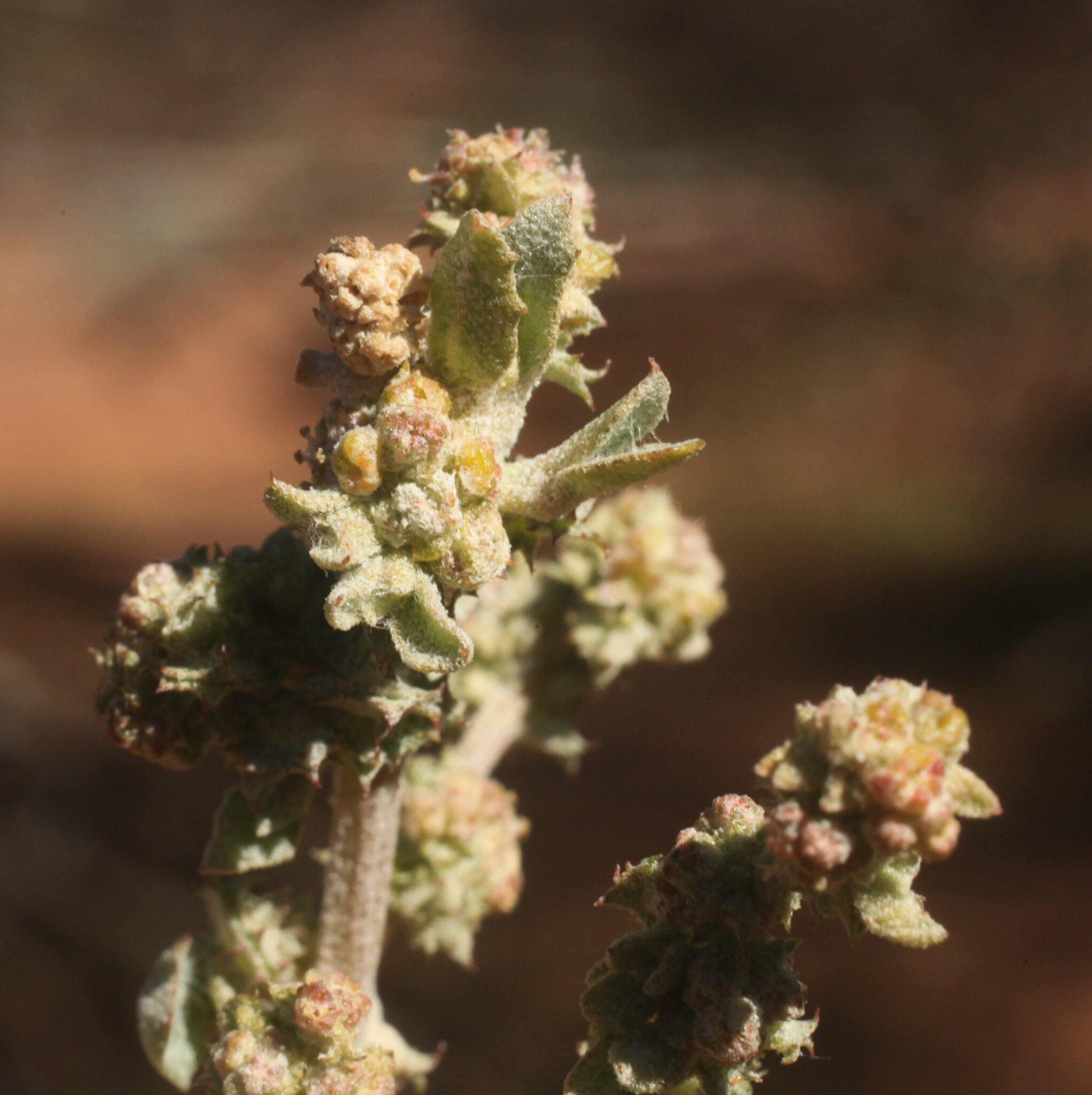 Atriplex semilunaris Aellen