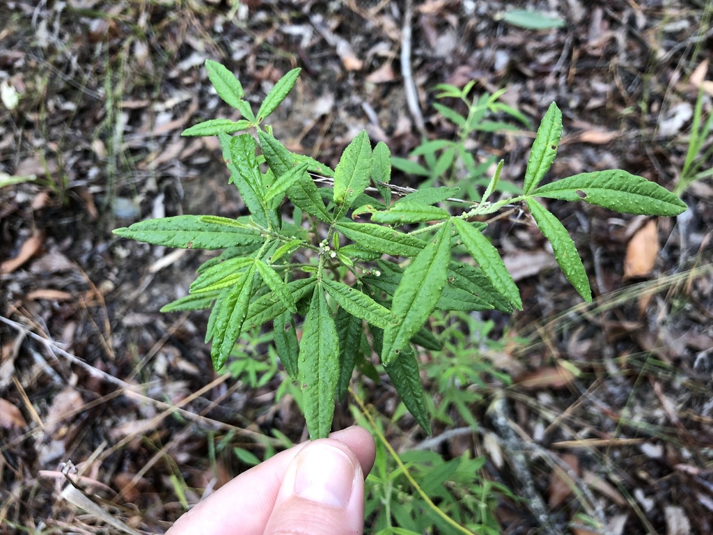 Zieria from Old Maleny Rd, Landsborough, QLD, AU on April 27, 2023 at ...