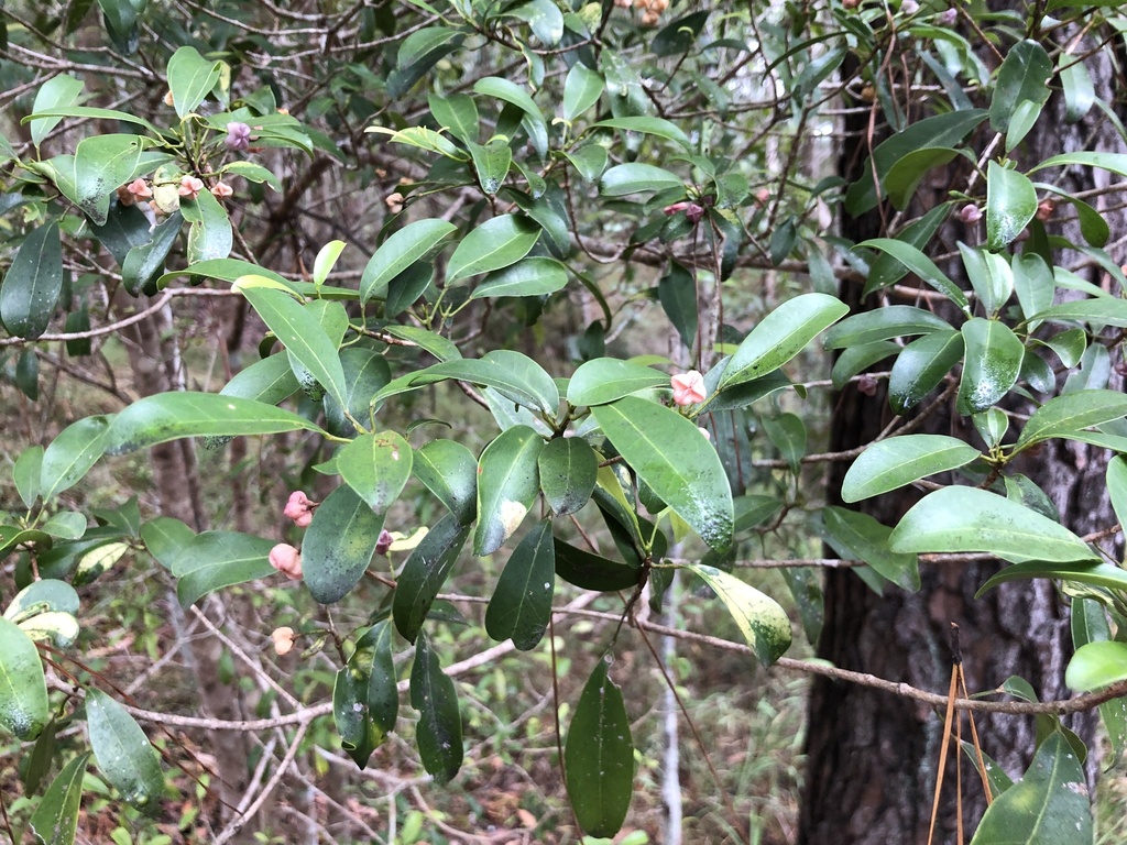 glossy acronychia from Landsborough, QLD, AU on April 27, 2023 at 10:52 ...