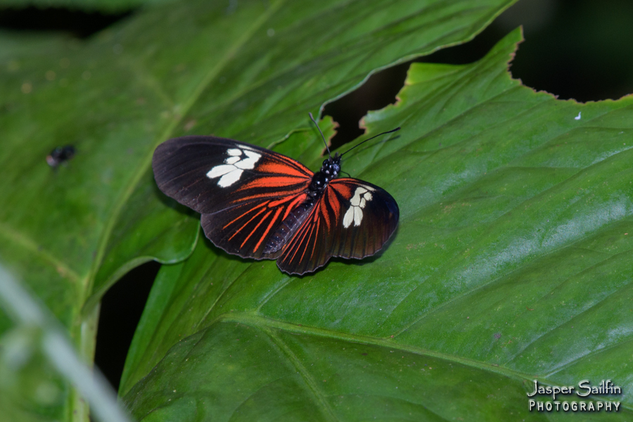 Eueides heliconioides from Quebrada Quitacalzon, Manu Preserve, Peru on ...