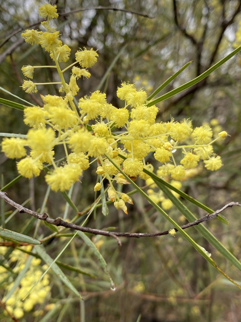 Flinders Range Wattle from Cleland, Adelaide Hills -Ranges, AU-SA, AU ...
