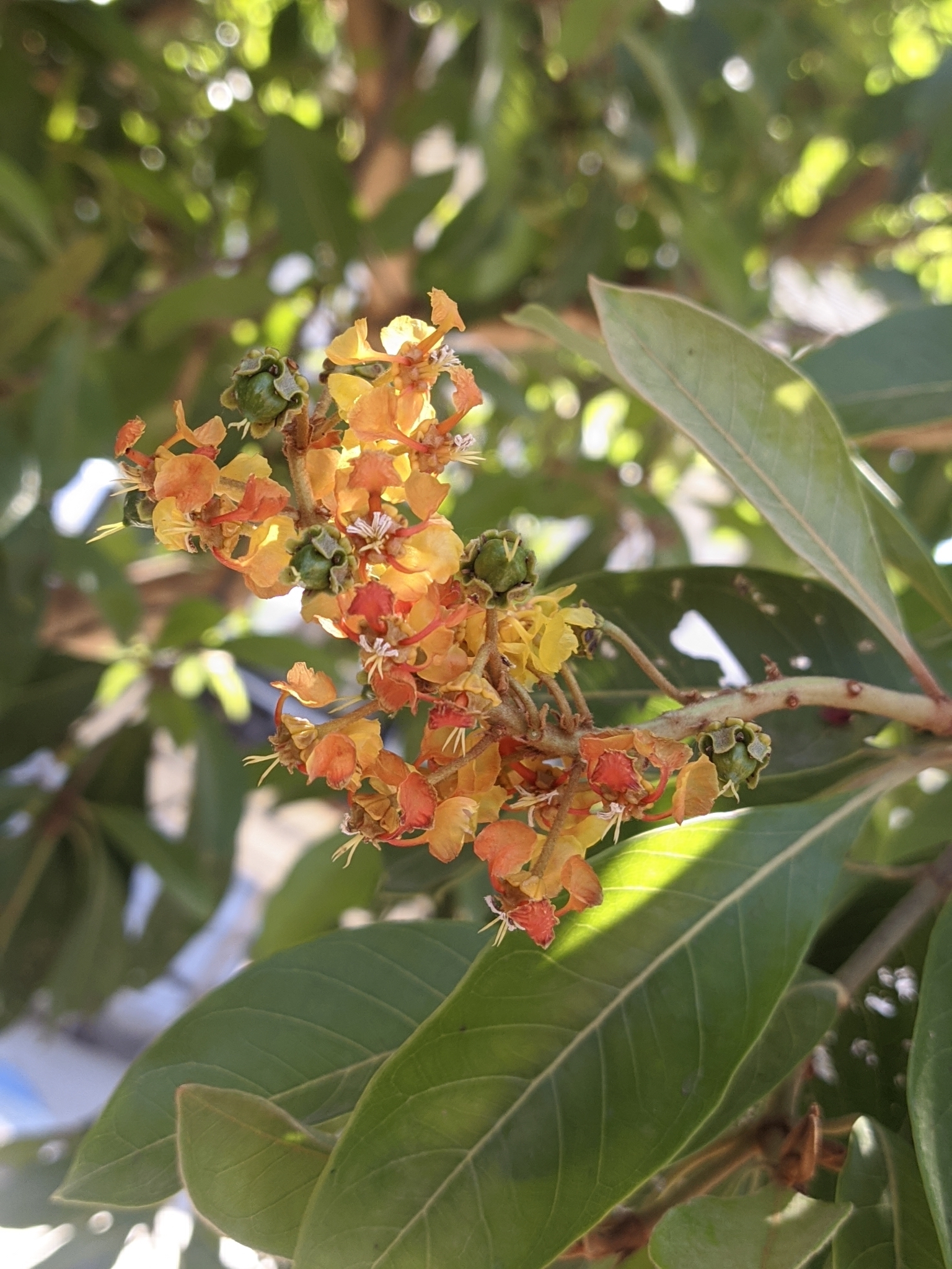 Byrsonima crassifolia (L.) Kunth