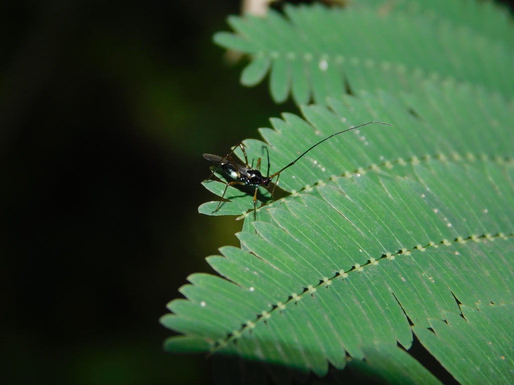 Mosquito Bugs from Jatinangor, Sumedang Regency, West Java, Indonesia ...