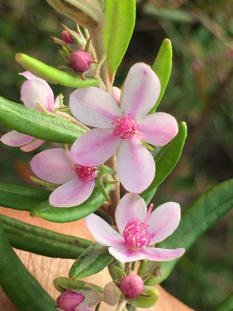 Lithomyrtus from Island Point Rd, Port Douglas, QLD, AU on April 27 ...