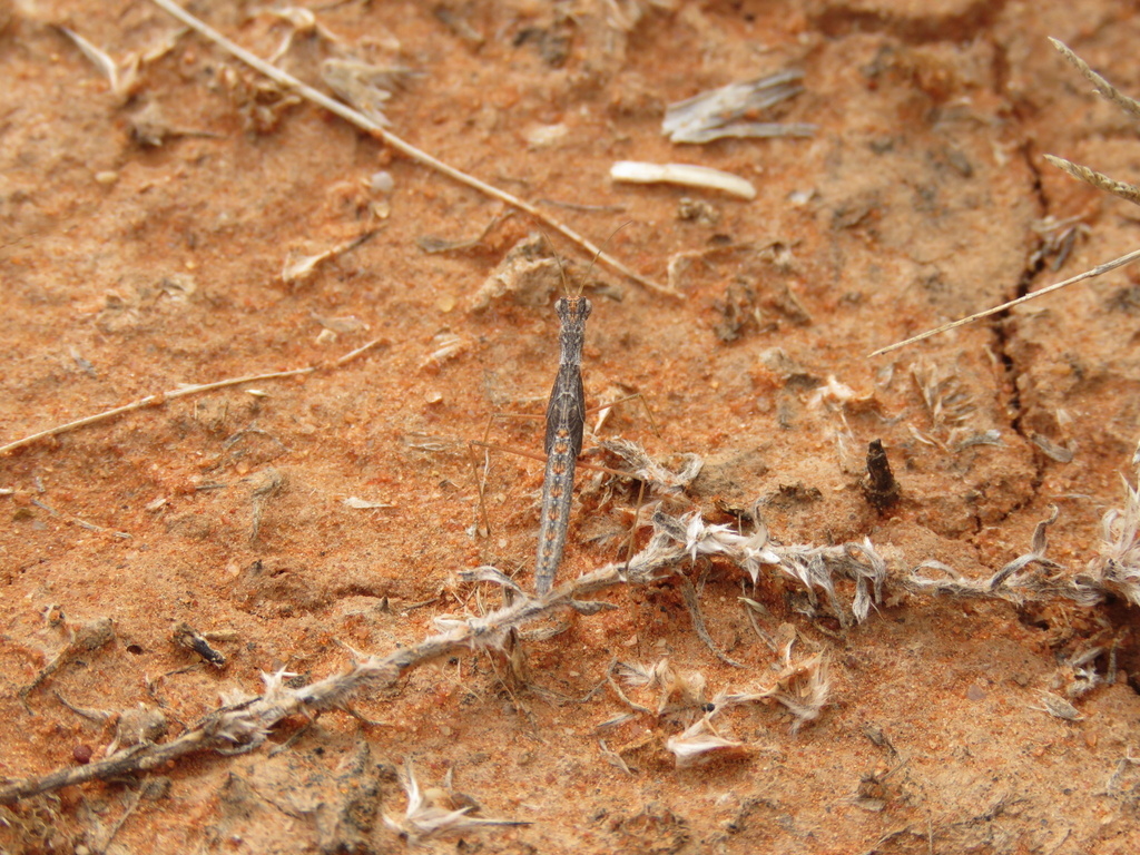 Cliomantis from Sturt National Park, Tibooburra, NSW, AU on April 26 ...