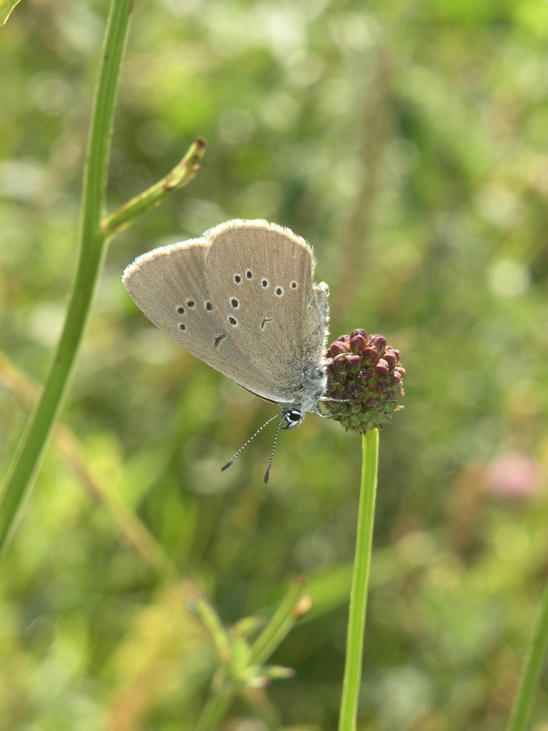 Dusky Large Blue from Russia, Altai Republic, Shebalino District, larch ...