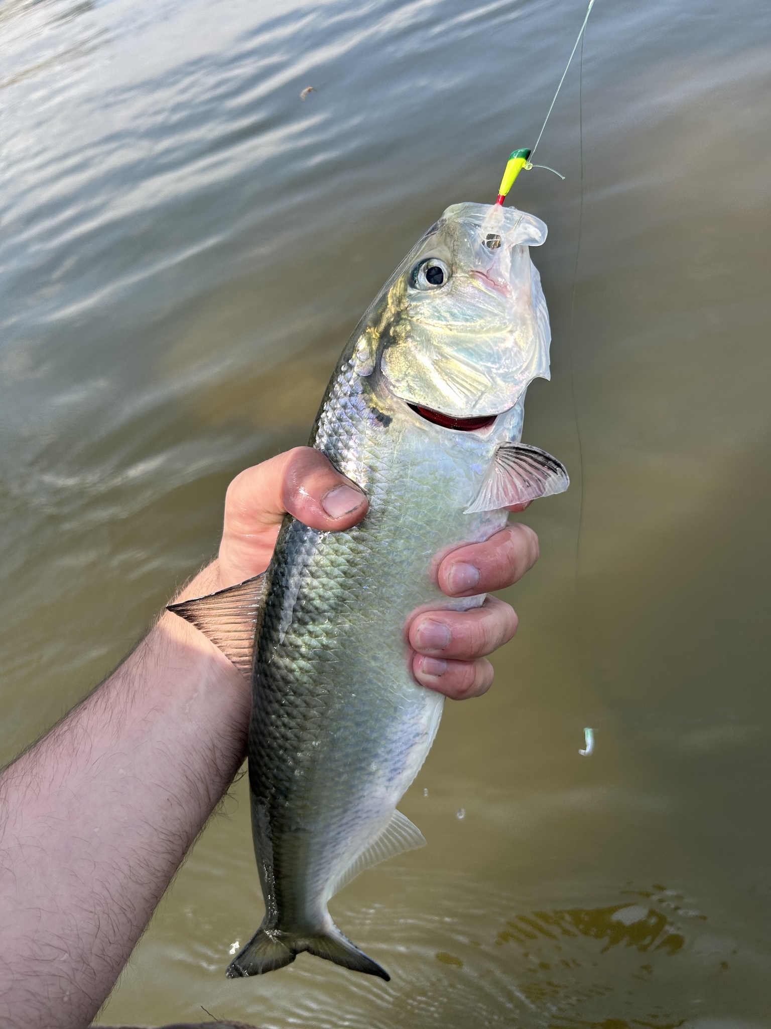 Alosa sapidissima (Wilson, 1811)