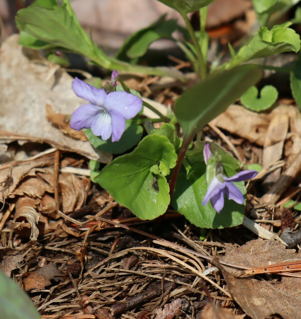 Labrador violet from Sidney, Quinte West, ON, Canada on April 26, 2023 ...
