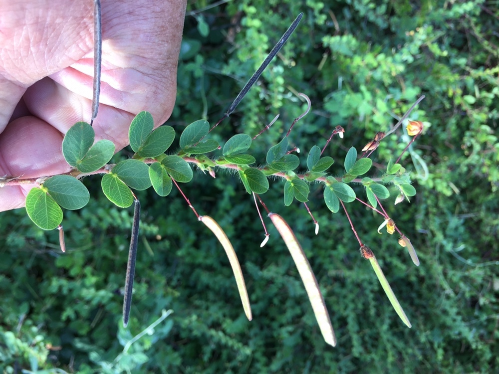 roundleaf sensitive pea from West Mary Rd, Mount Carbine, QLD, AU on ...