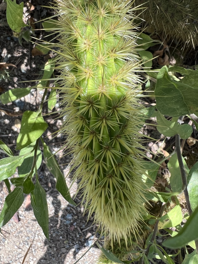 Golden-spined Cereus in April 2023 by manyenglishes · iNaturalist