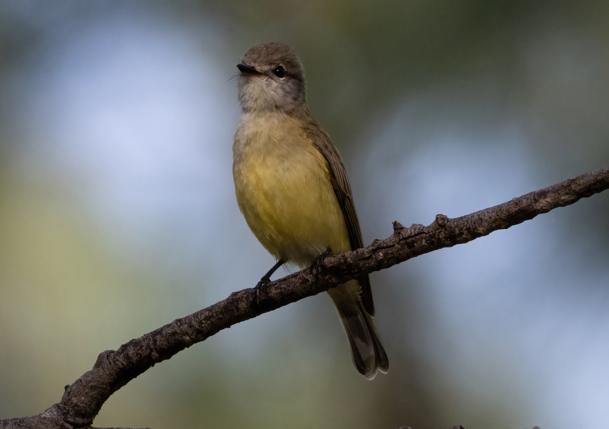 Microeca flavigaster Gould, 1843