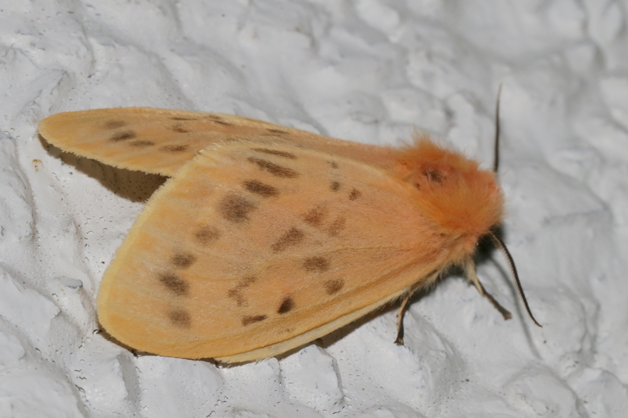 Lemyra alikangensis (Strand, 1915)