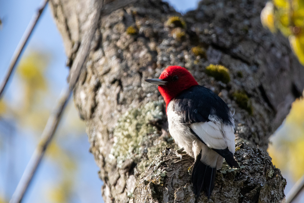 Red-headed Woodpecker from Oneida County, NY, USA on April 26, 2023 at ...