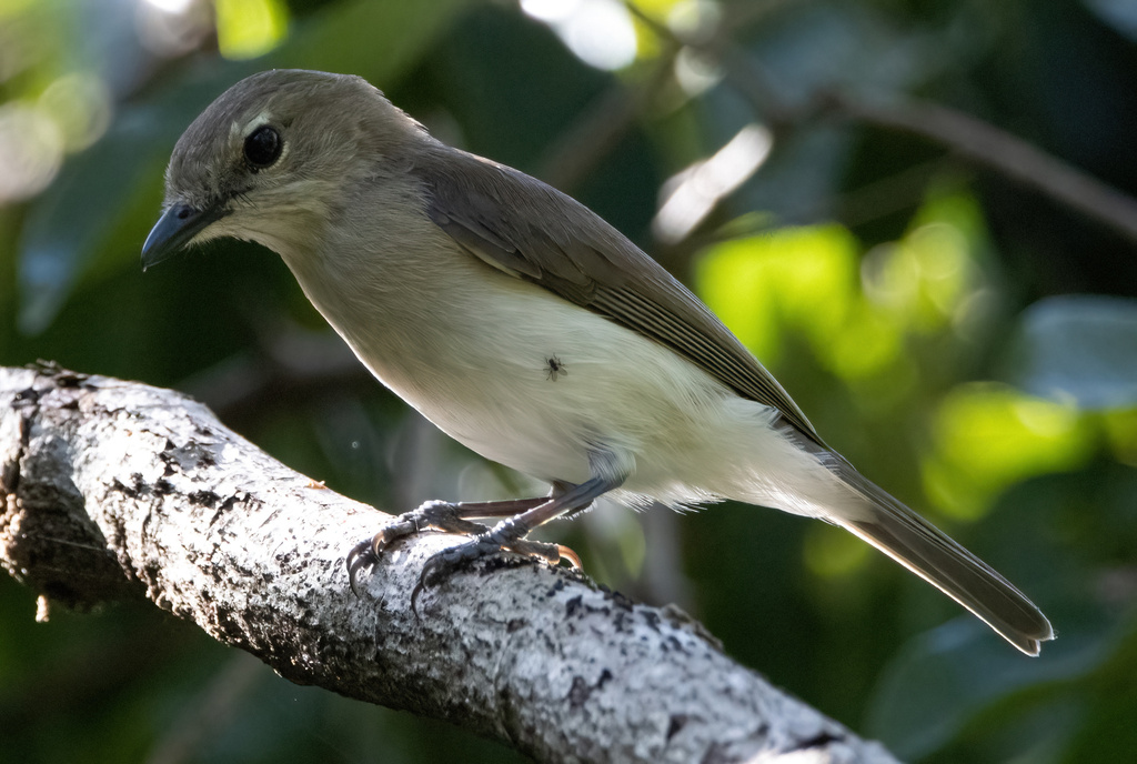 Grey Whistler from Darwin NT, Australia on March 16, 2023 at 09:05 AM ...