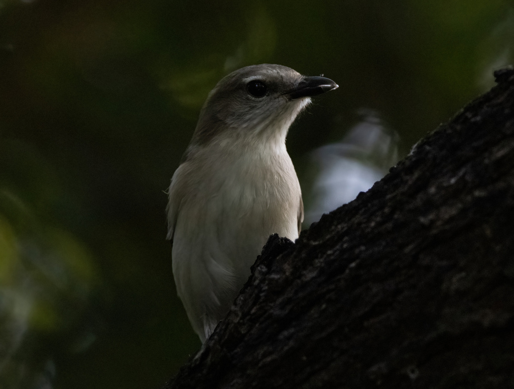 Grey Whistler from Darwin NT, Australia on March 16, 2023 at 09:44 AM ...