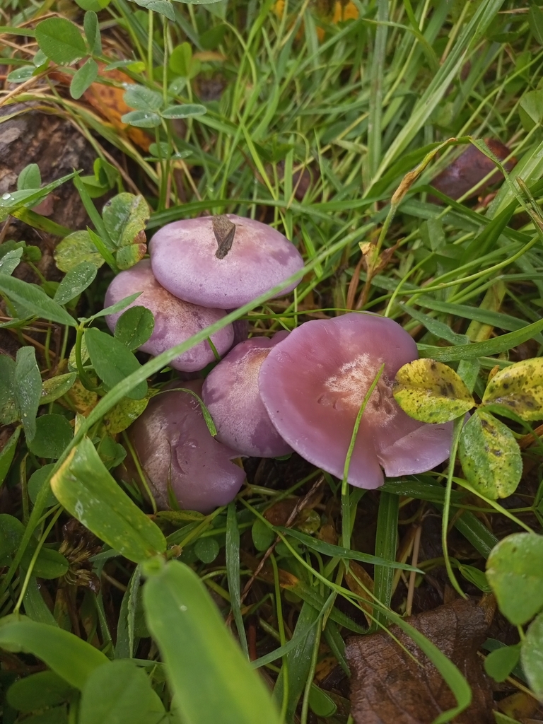 Blewits from Principal, Ecuador on April 17, 2023 at 10:27 AM by ...