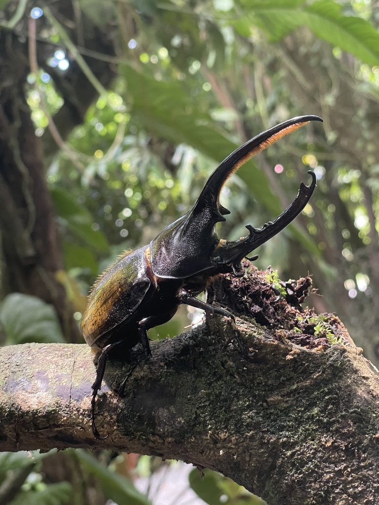 Central American Hercules Beetle from Pococi, Limon, CR on April 10 ...