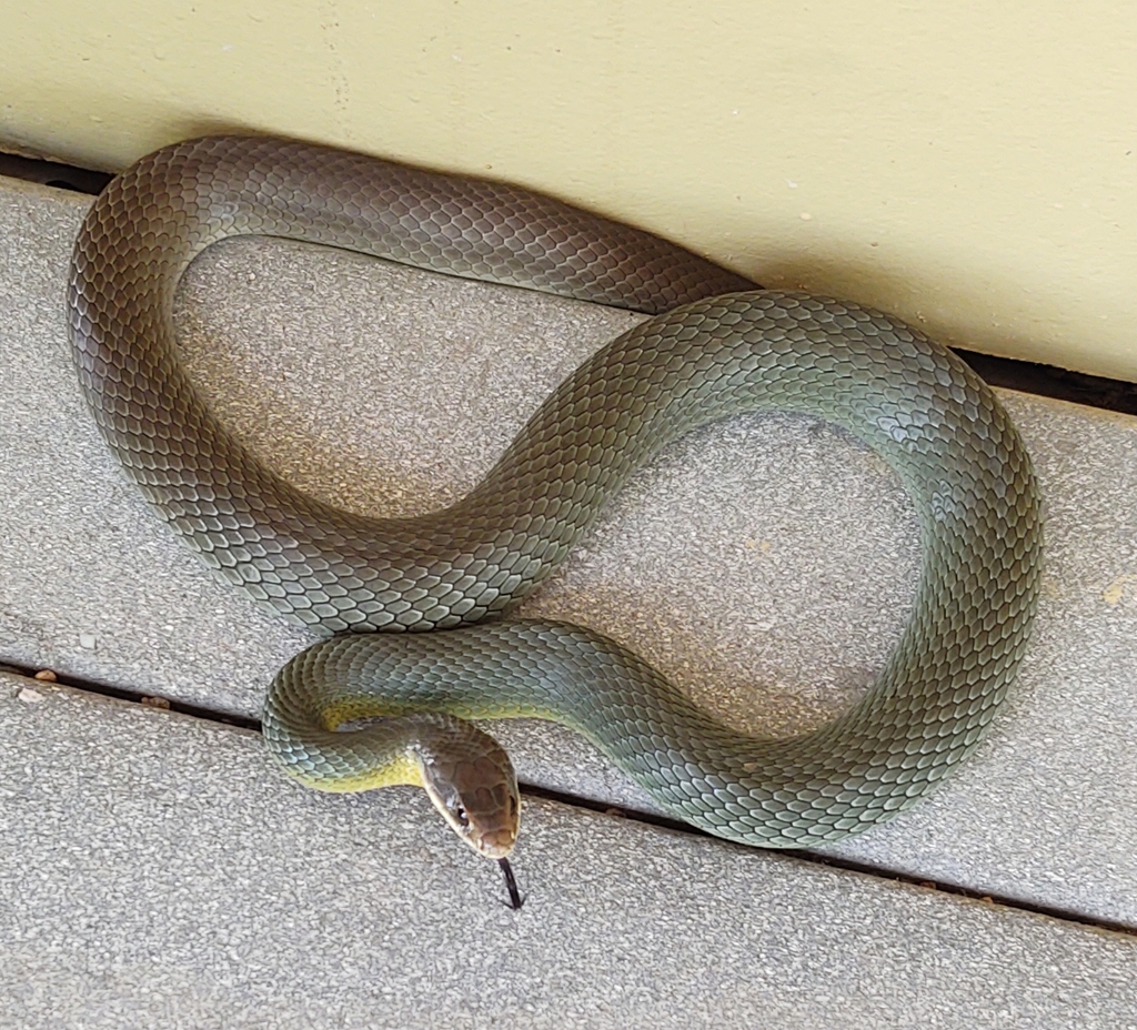 North American Racer from Cedar Creek, TX 78612, USA on April 26, 2023 ...