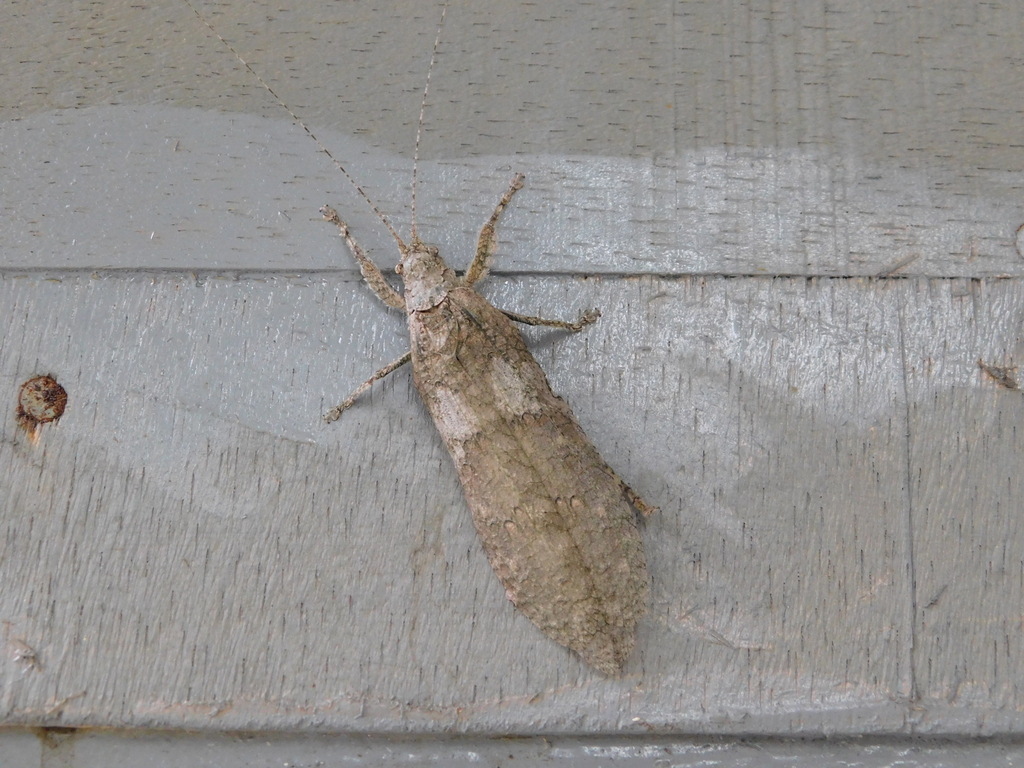 Sathrophyllia from Jatinangor, Sumedang Regency, West Java, Indonesia ...