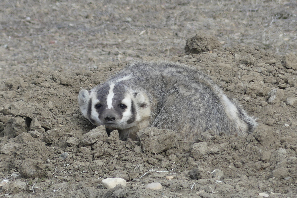 American Badger from Val Marie No. 17, SK S0N, Canada on April 25, 2023 ...