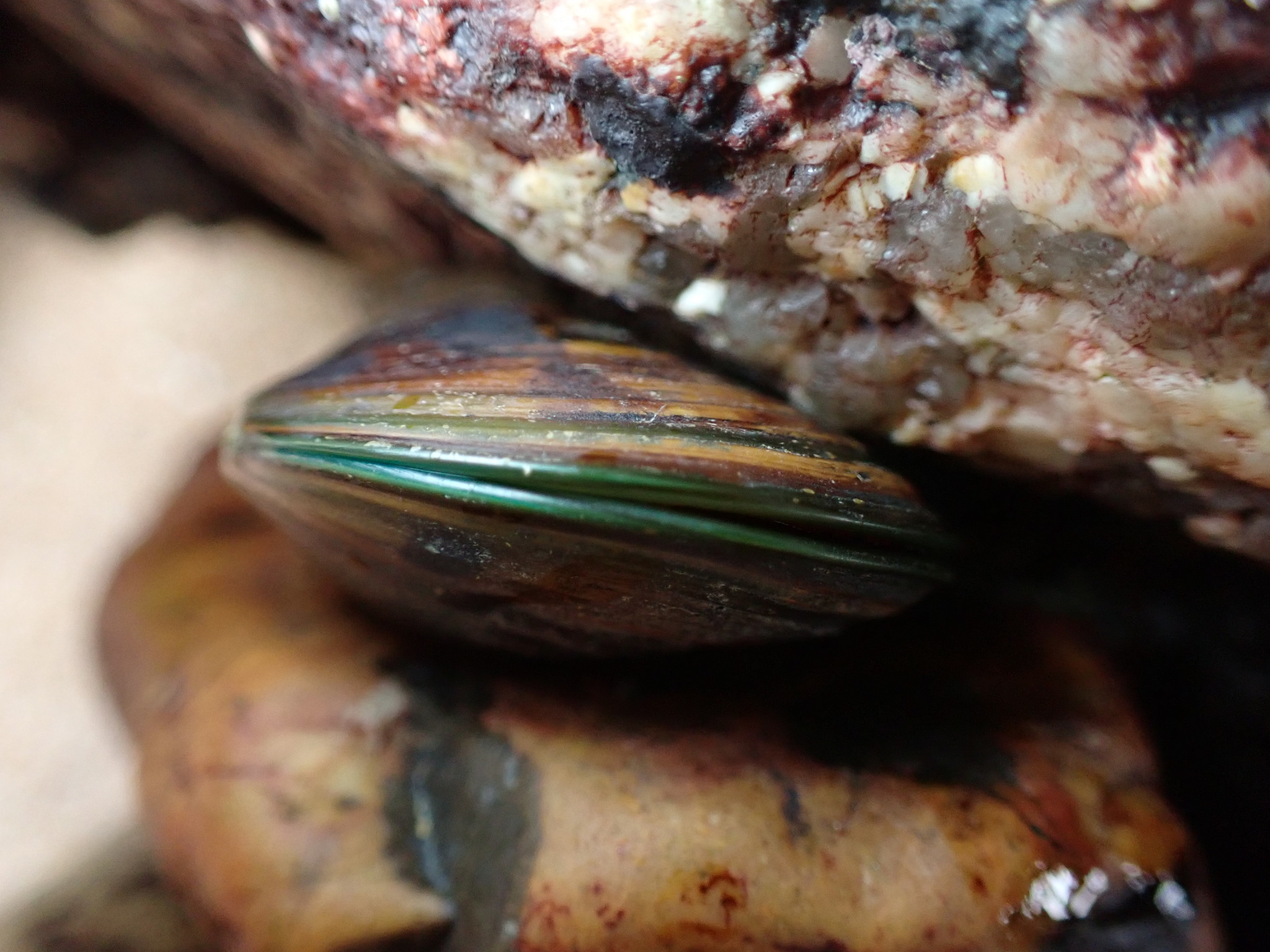 Perna viridis (Linnaeus, 1758)