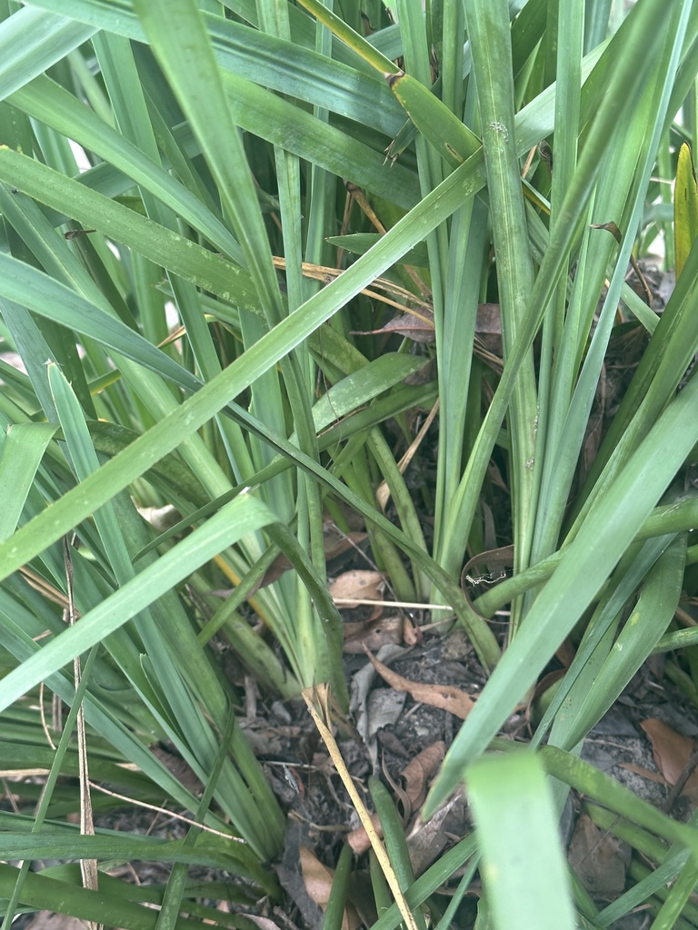 Spiny-headed Mat-rush from Royal National Park, Royal National Park ...