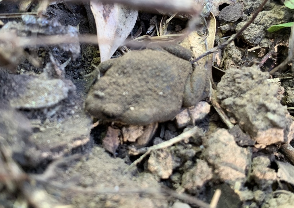Eastern Banjo Frog from Menangle, NSW, AU on April 27, 2023 at 09:43 AM ...