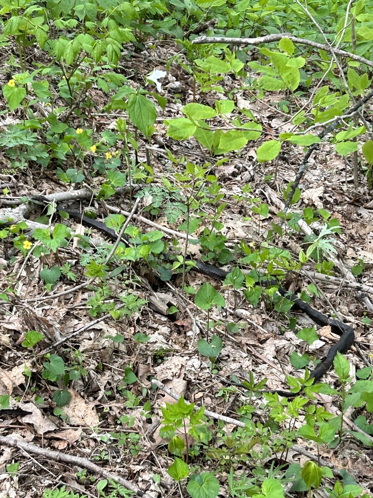 Gray Ratsnake from Frozen Head State Park, Wartburg, TN, US on April 25 ...