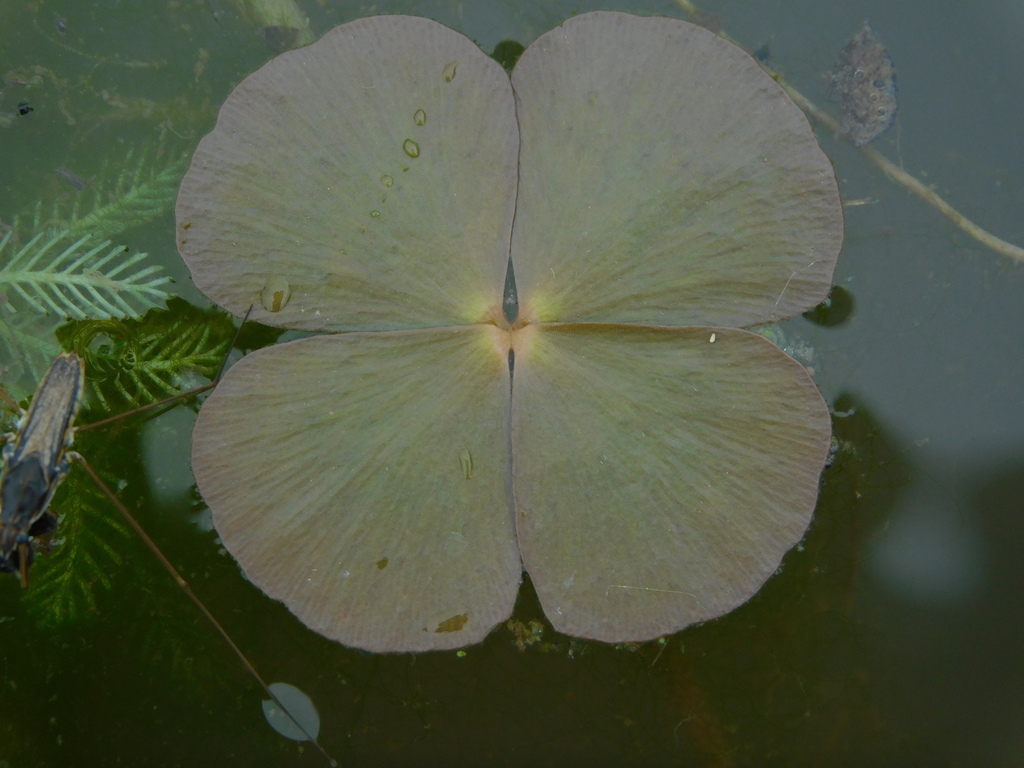 Nardoo from Sukasari, Sumedang Regency, West Java, Indonesia on April ...