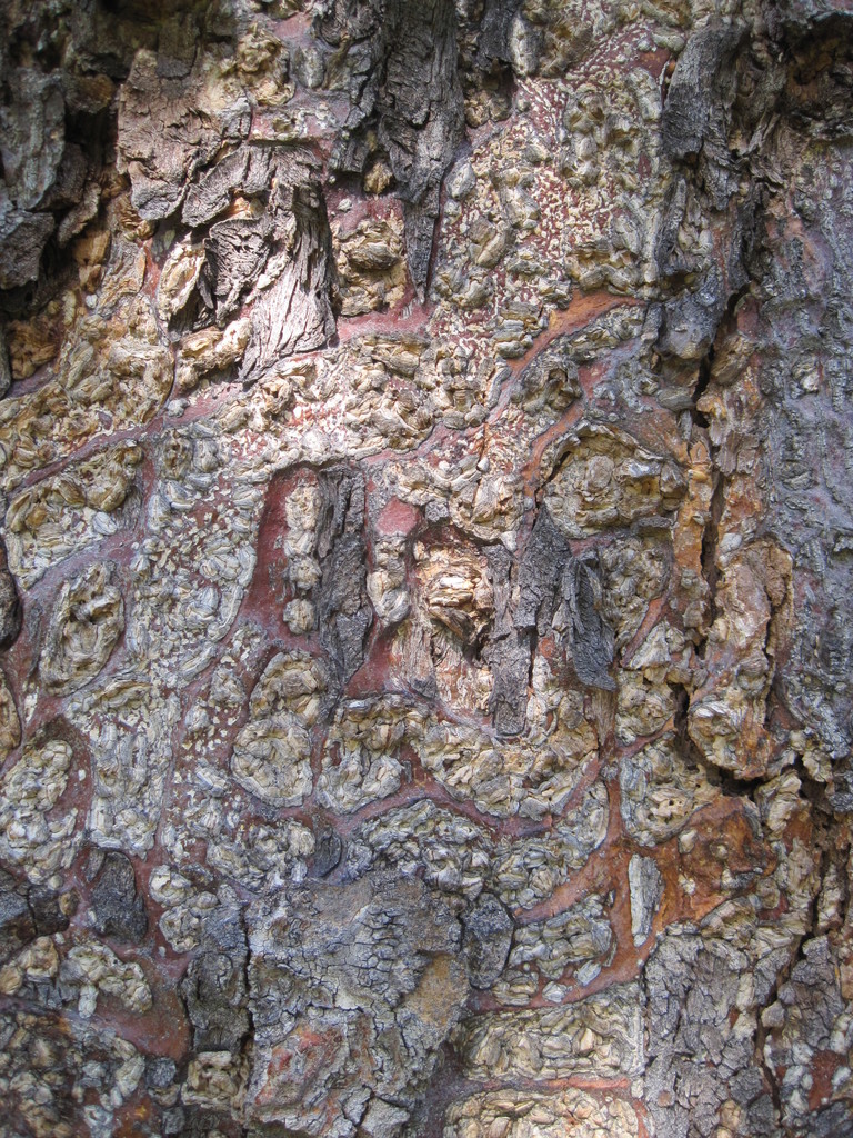 Huanacaxtle (Paleta Vegetal de Hermosillo) · iNaturalist