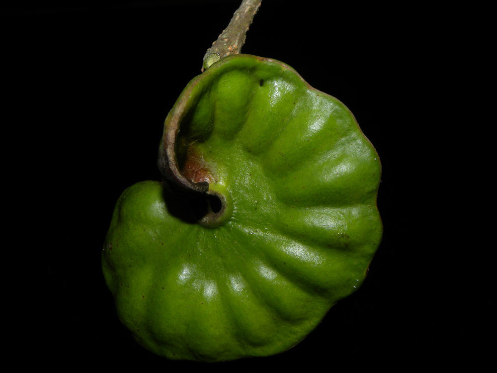 Huanacaxtle (Paleta Vegetal de Hermosillo) · iNaturalist