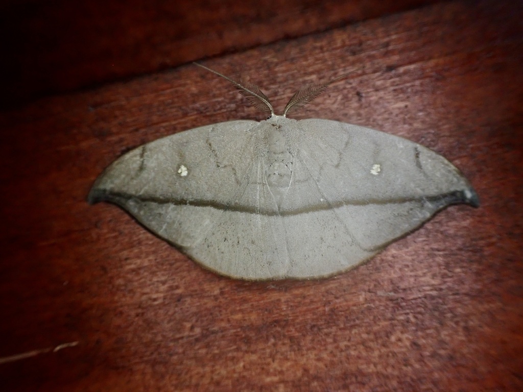 Albara reversaria from Kinabalu Mountain Lodge Kinabalu Park Kampung ...