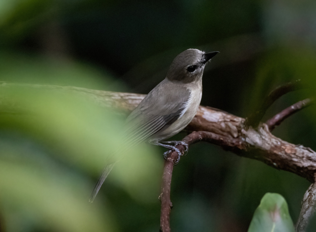 Grey Whistler from Fogg Dam, Middle Point NT 0822, Australia on March ...