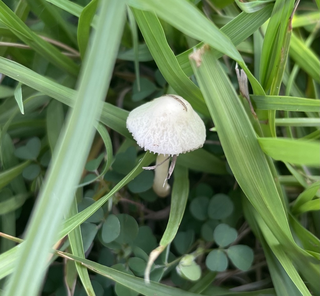 Agrocybe retigera from Puerto Rico, Cayey, Puerto Rico, US on April 26 ...
