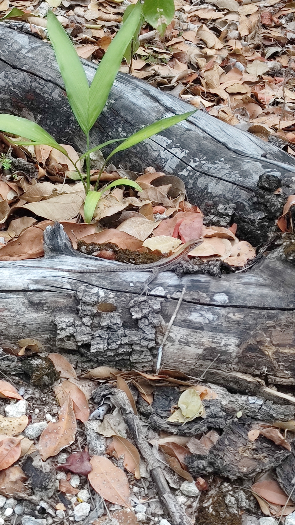 Holcosus gaigeae (Smith & Laufe, 1946)