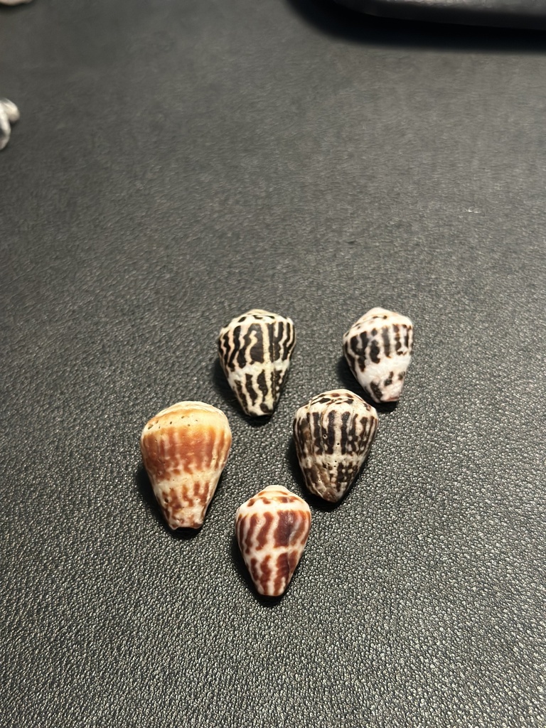 Vermiculate Cone from East China Sea on April 27, 2023 at 12:10 PM by ...