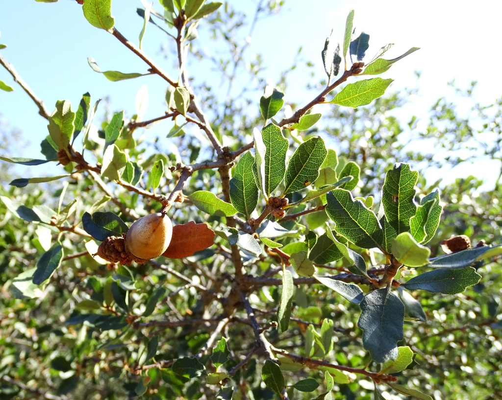 Torrey's Hybrid Oak from Orange, California, United States on November ...