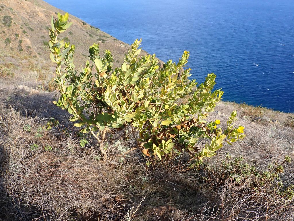 Channel Islands Tree Poppy from Los Angeles County, CA, USA on February ...