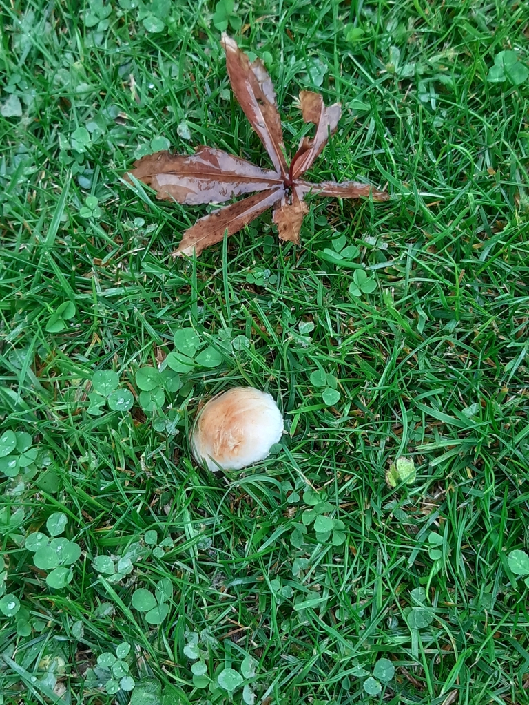 field mushrooms and allies from Ray Blank Park on April 21, 2023 at 01: ...