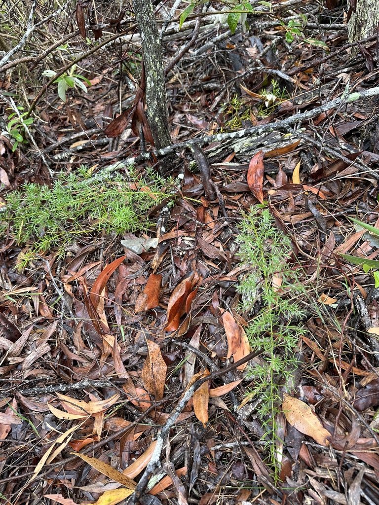 African Asparagus from Beaudesert - Pt A, Queensland, Australia on ...