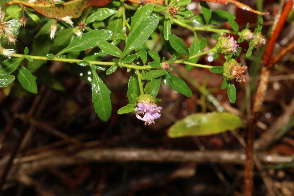blue bonnet from Undullah QLD 4285, Australia on April 27, 2023 at 09: ...