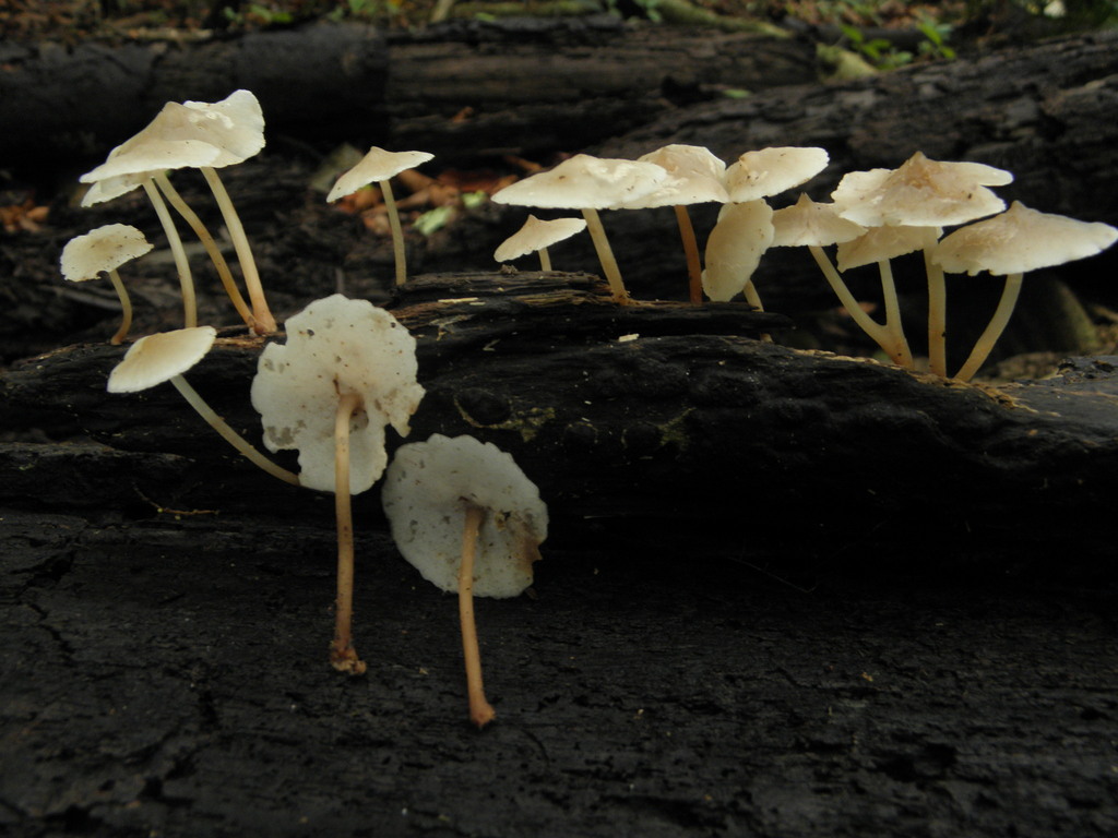 Filoboletus gracilis from Provincia de Puntarenas, Costa Rica on June 2 ...