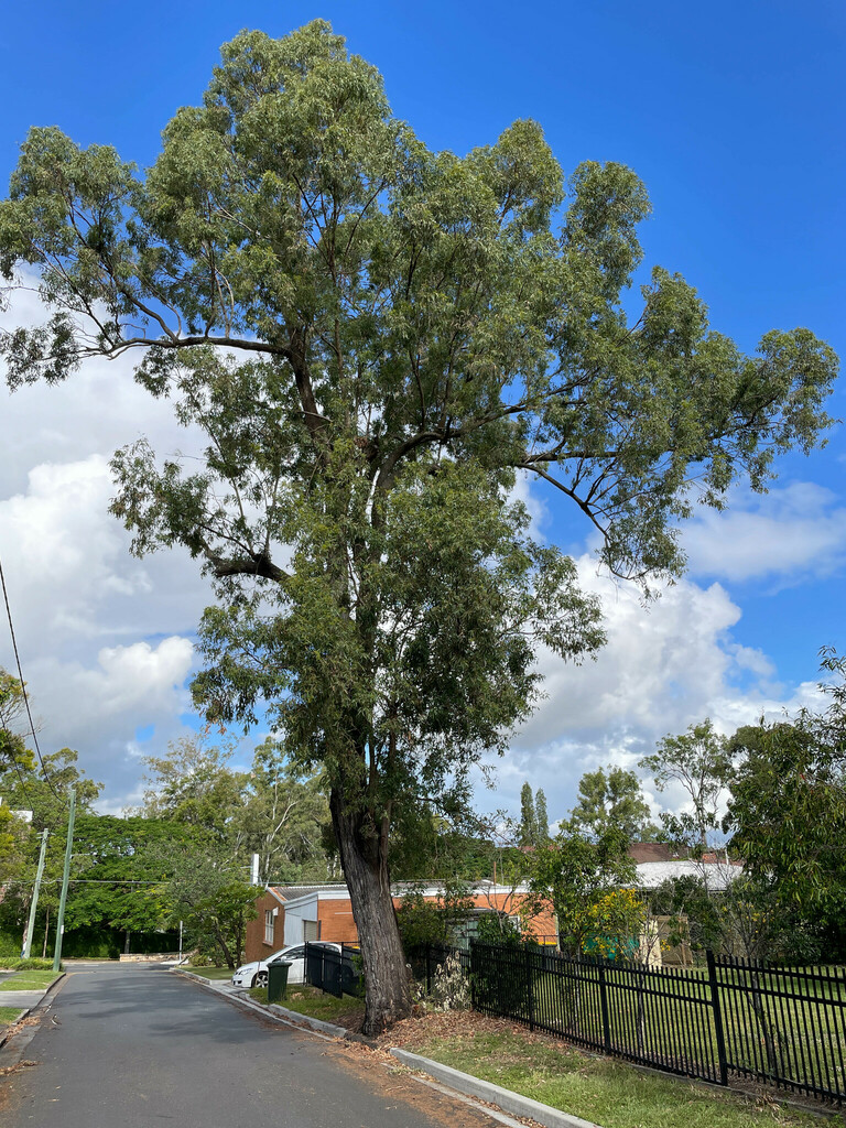 Northern Grey Ironbark from Brisbane QLD, Australia on April 27, 2023 ...