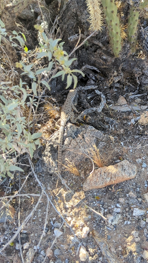 Long-nosed Leopard Lizard from Buckeye, AZ 85396, USA on April 22, 2023 ...
