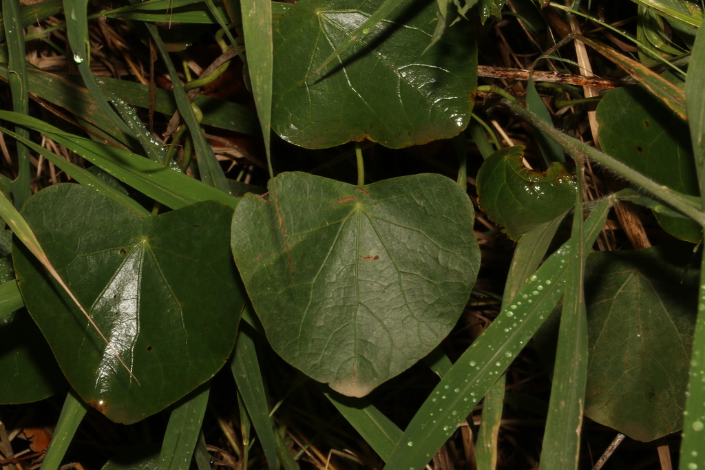 Tapevine from Undullah QLD 4285, Australia on April 27, 2023 at 12:52 ...