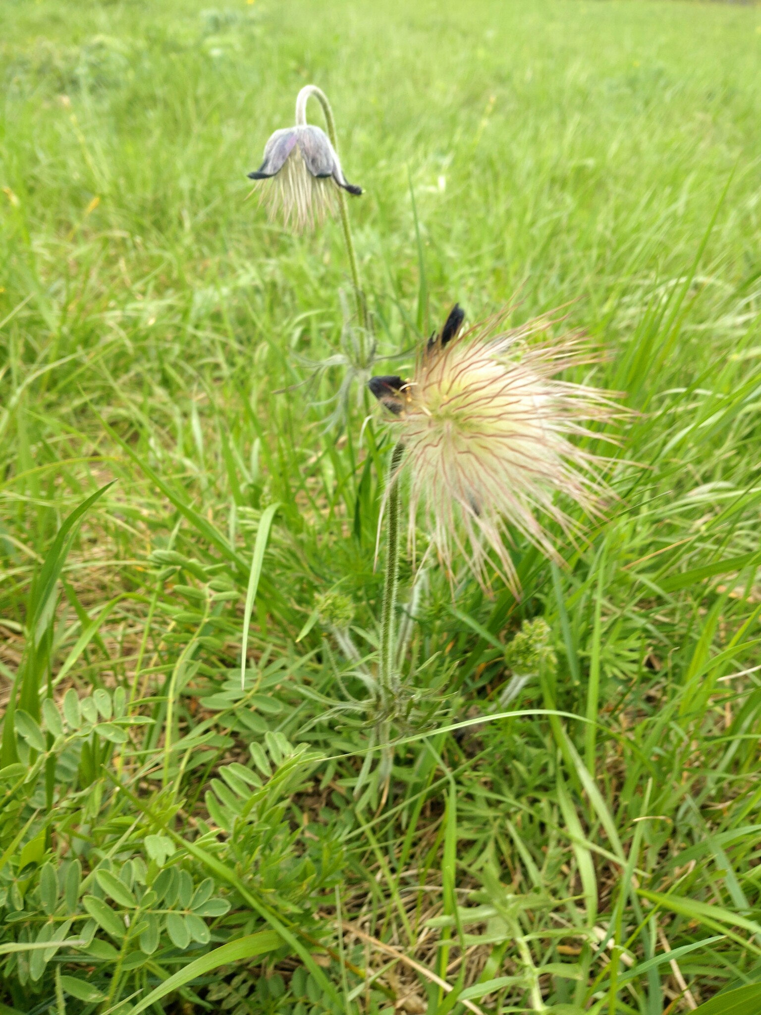 Pulsatilla pratensis subsp. nigricans (Störck) Zämelis