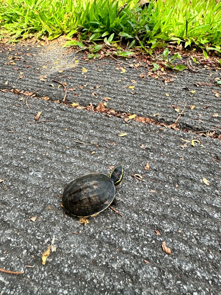 South Asian Box Turtle in April 2023 by aehn · iNaturalist