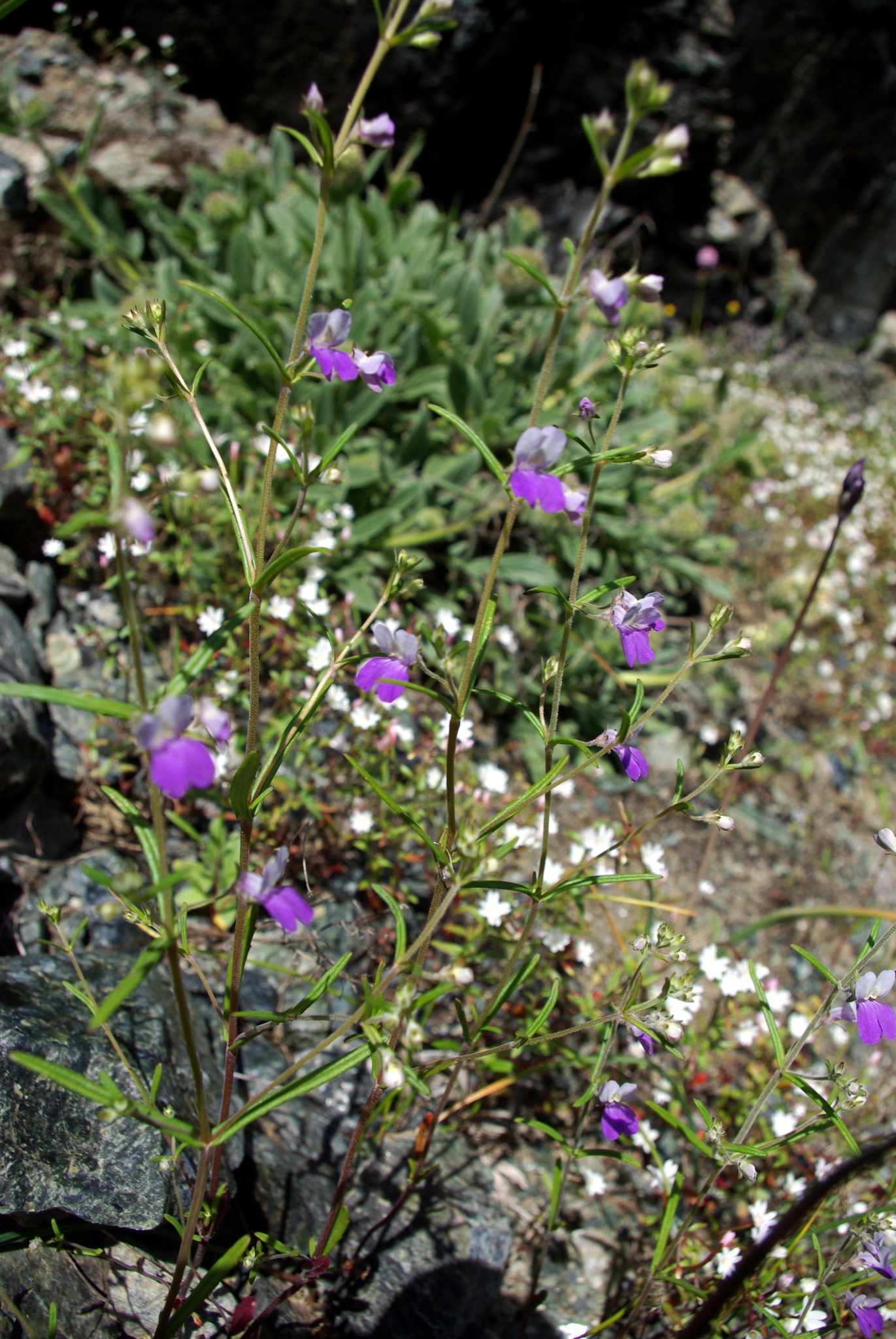 Collinsia linearis A.Gray