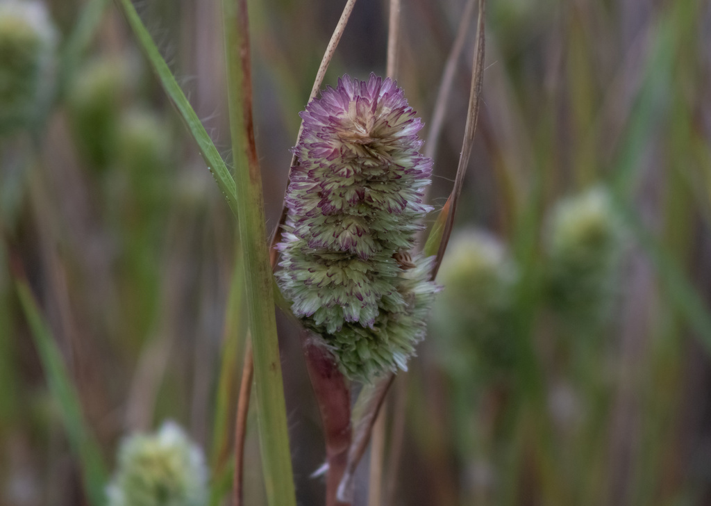 grasses, sedges, cattails, and allies from Darwin NT, Australia on ...